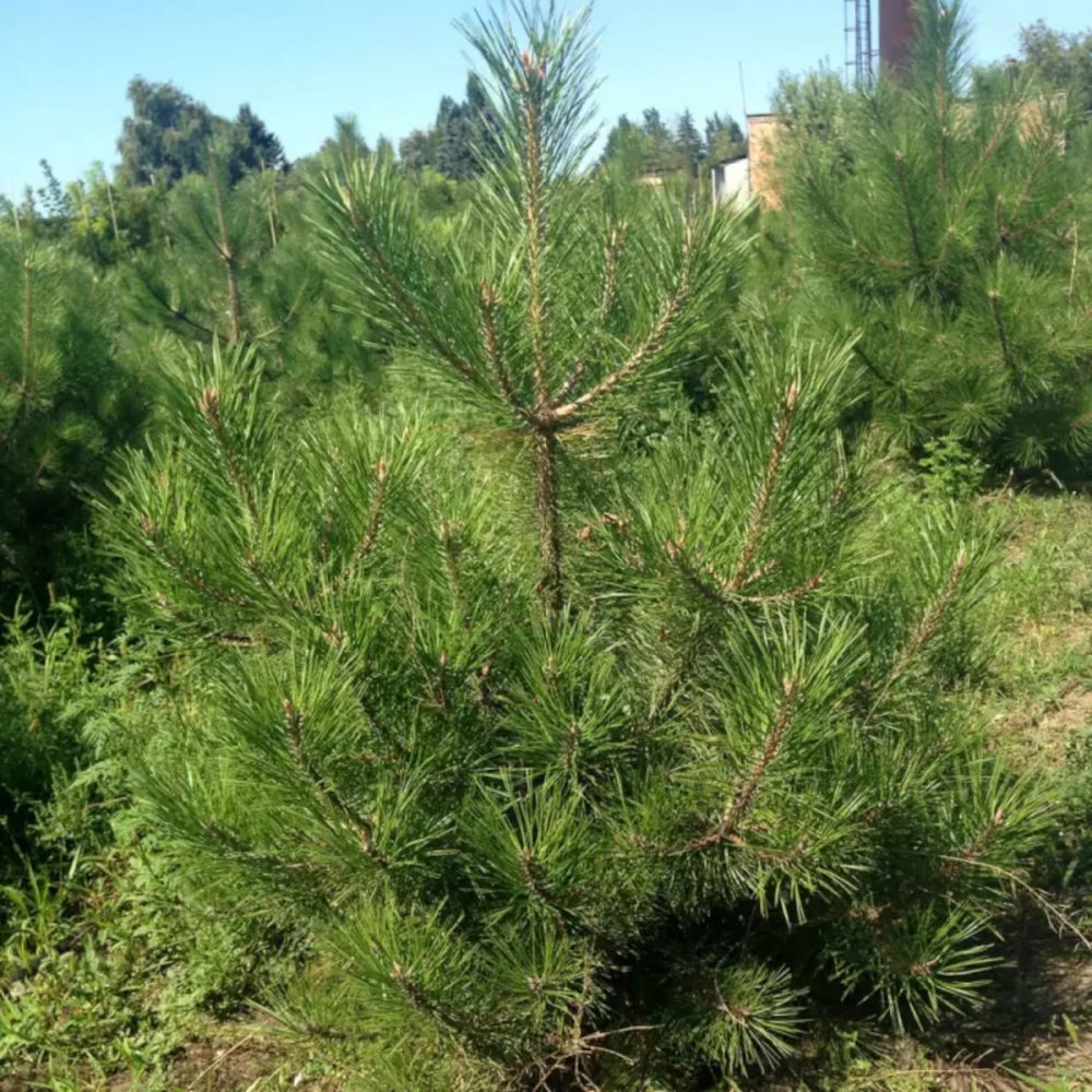 Сосна крымская Палласова (Pinus nigra subsp. pallasiana) — Азовский ...