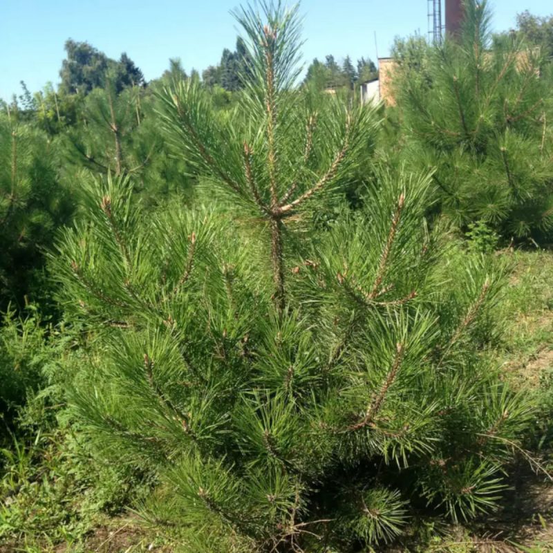Сосна крымская Палласова (Pinus nigra subsp. pallasiana) — Азовский ...