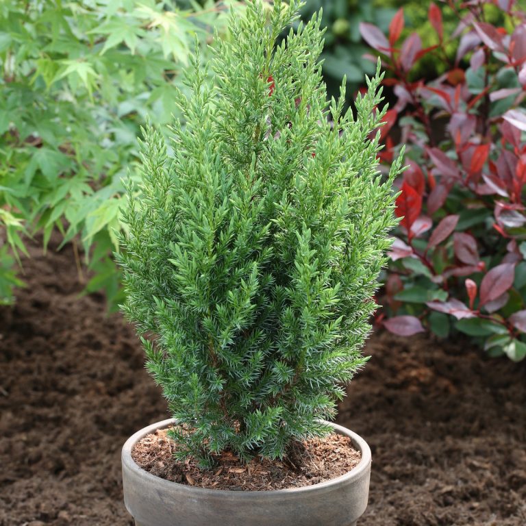 Можжевельник китайский Monarch (Juniperus chinensis Monarch) — Азовский ...